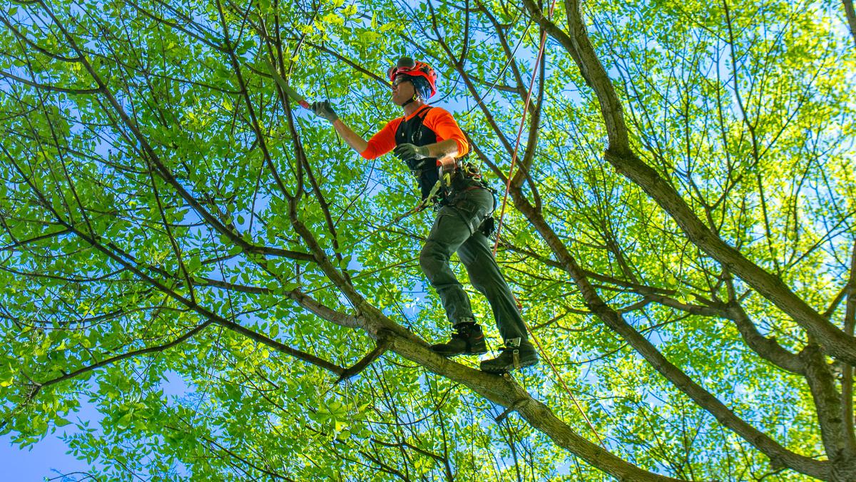3 Health Benefits of Regular Tree Pruning